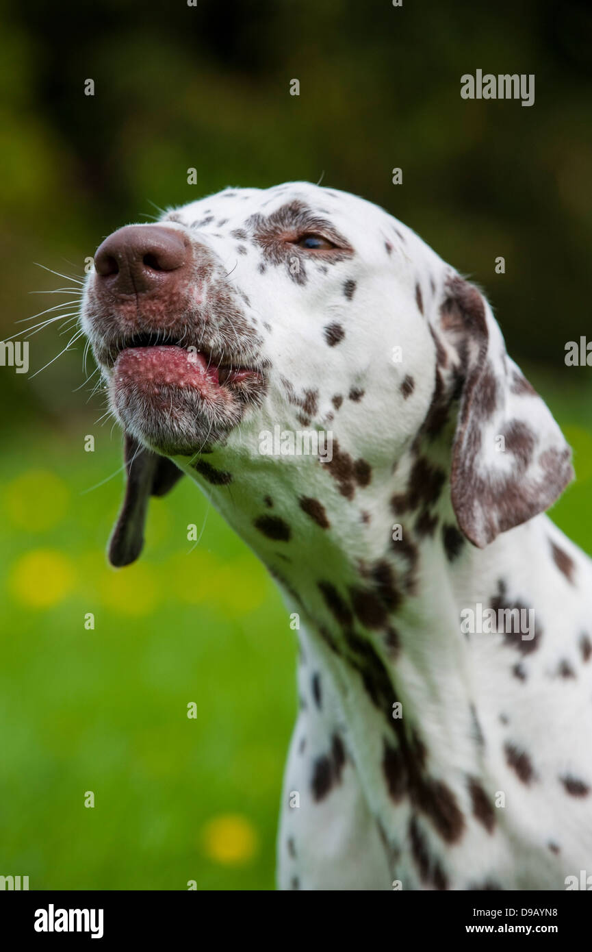 Barking dalmatian dog in nature Stock Photo - Alamy