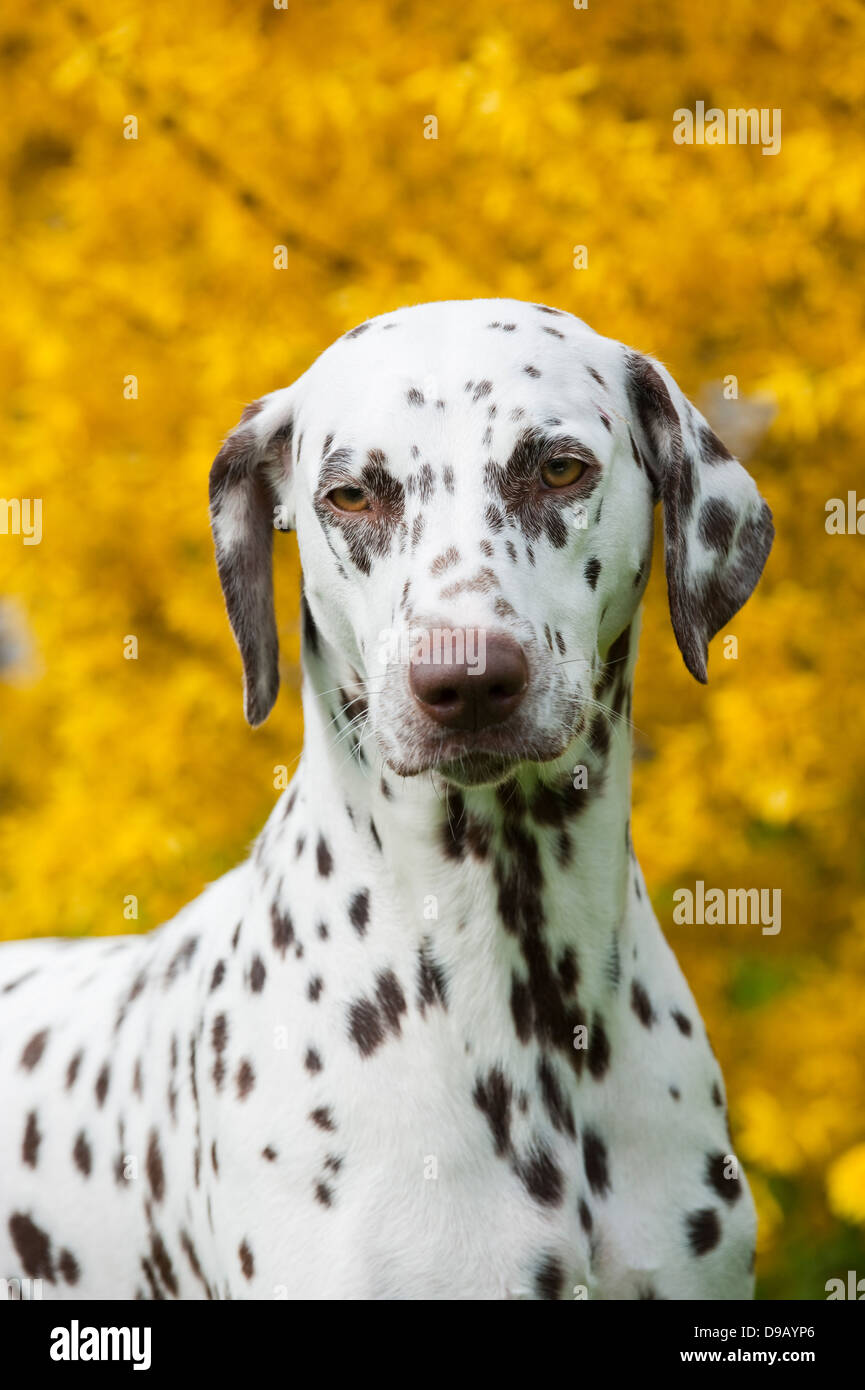 Adult dalmatian dog in nature Stock Photo - Alamy