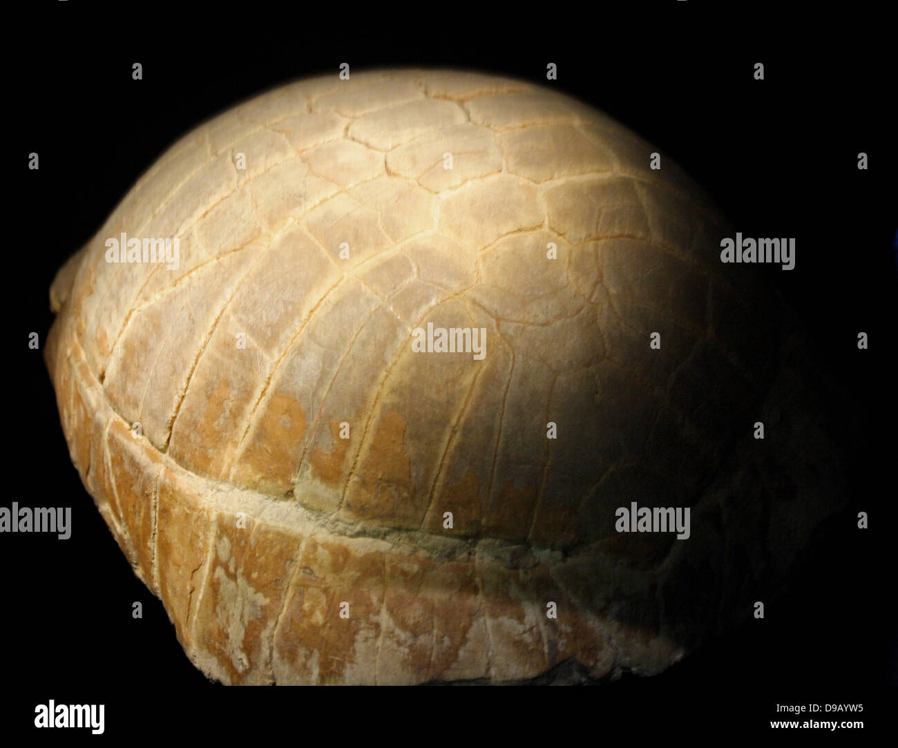 Fossil of a tortoise. It is only the bony shell of this fossil tortoise ...