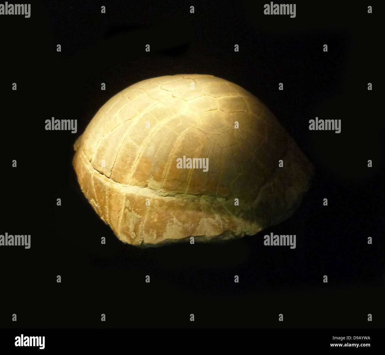 Fossil of a tortoise. It is only the bony shell of this fossil tortoise ...
