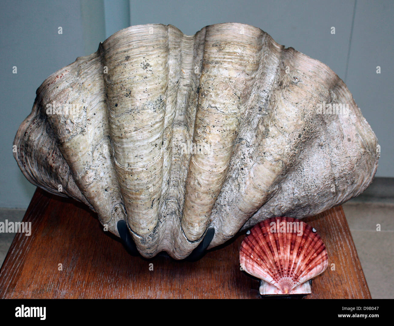 The Mollusc shell is typically an exoskeleton which encloses the animal ...