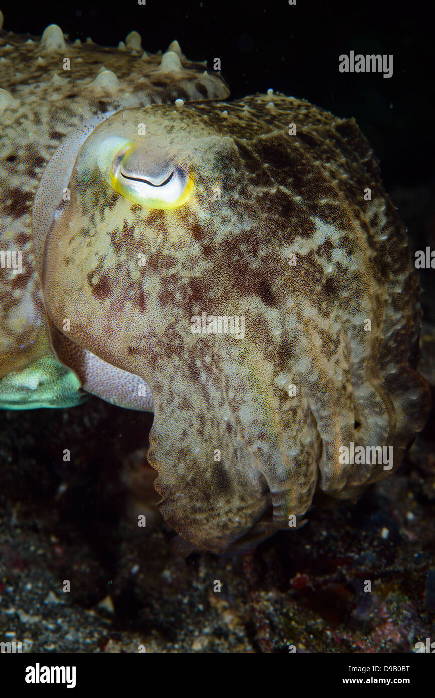 Cuttle fish colors hi-res stock photography and images - Alamy