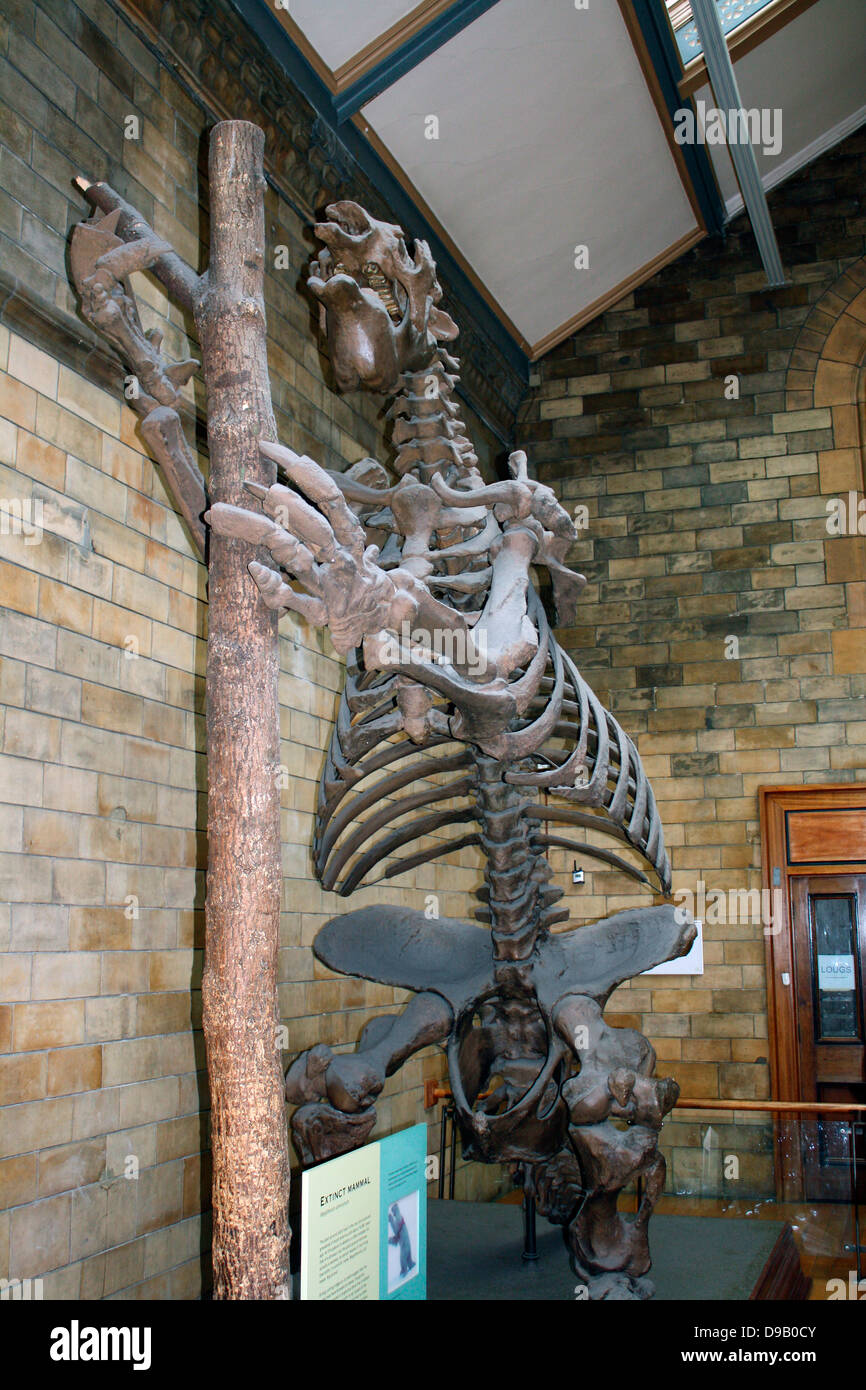 Giant ground sloth hi-res stock photography and images - Alamy