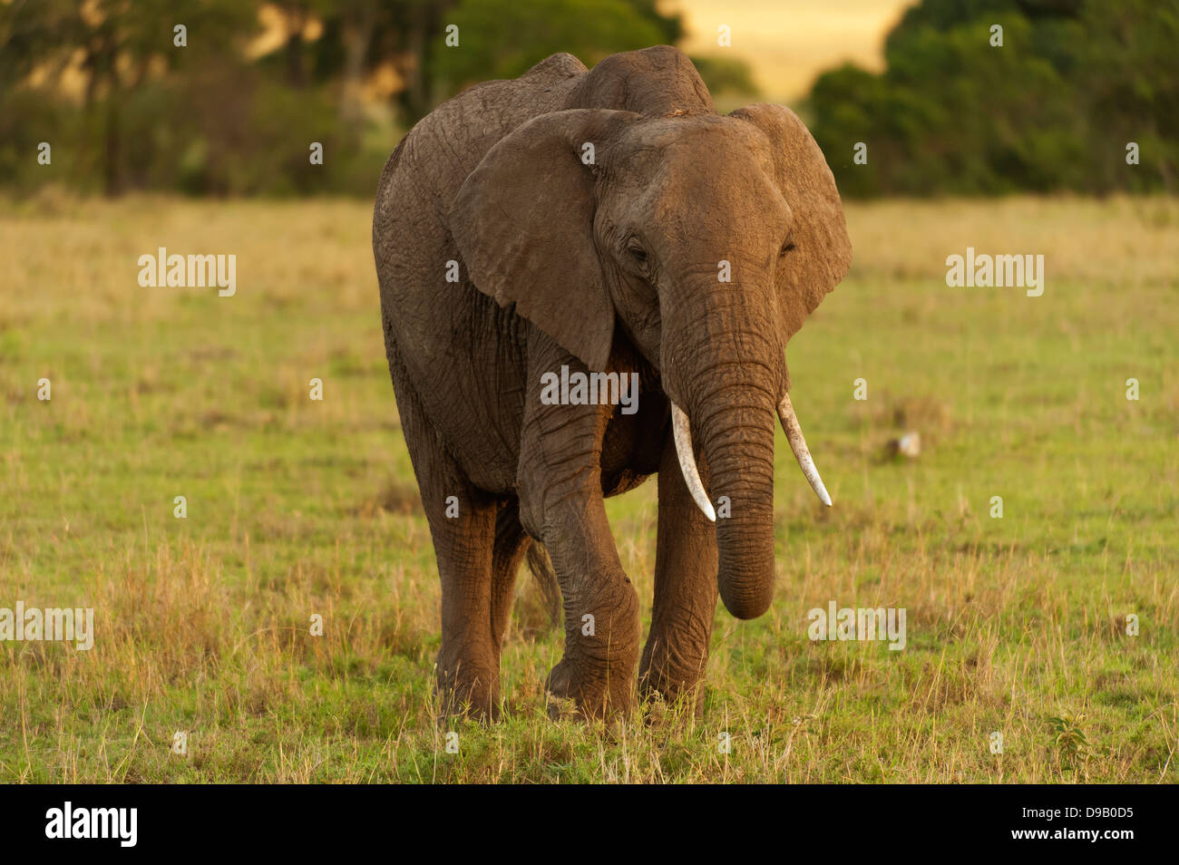 African elephant masai mara hi-res stock photography and images - Alamy