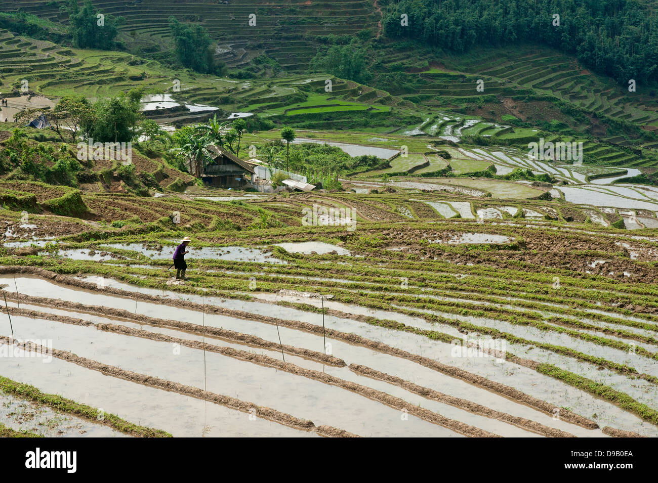 Sapa region, North Vietnam - Rice fields Stock Photo - Alamy