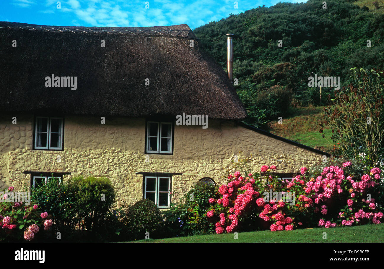 A typical, traditional, pretty, thatched roof cottage, painted cream ...