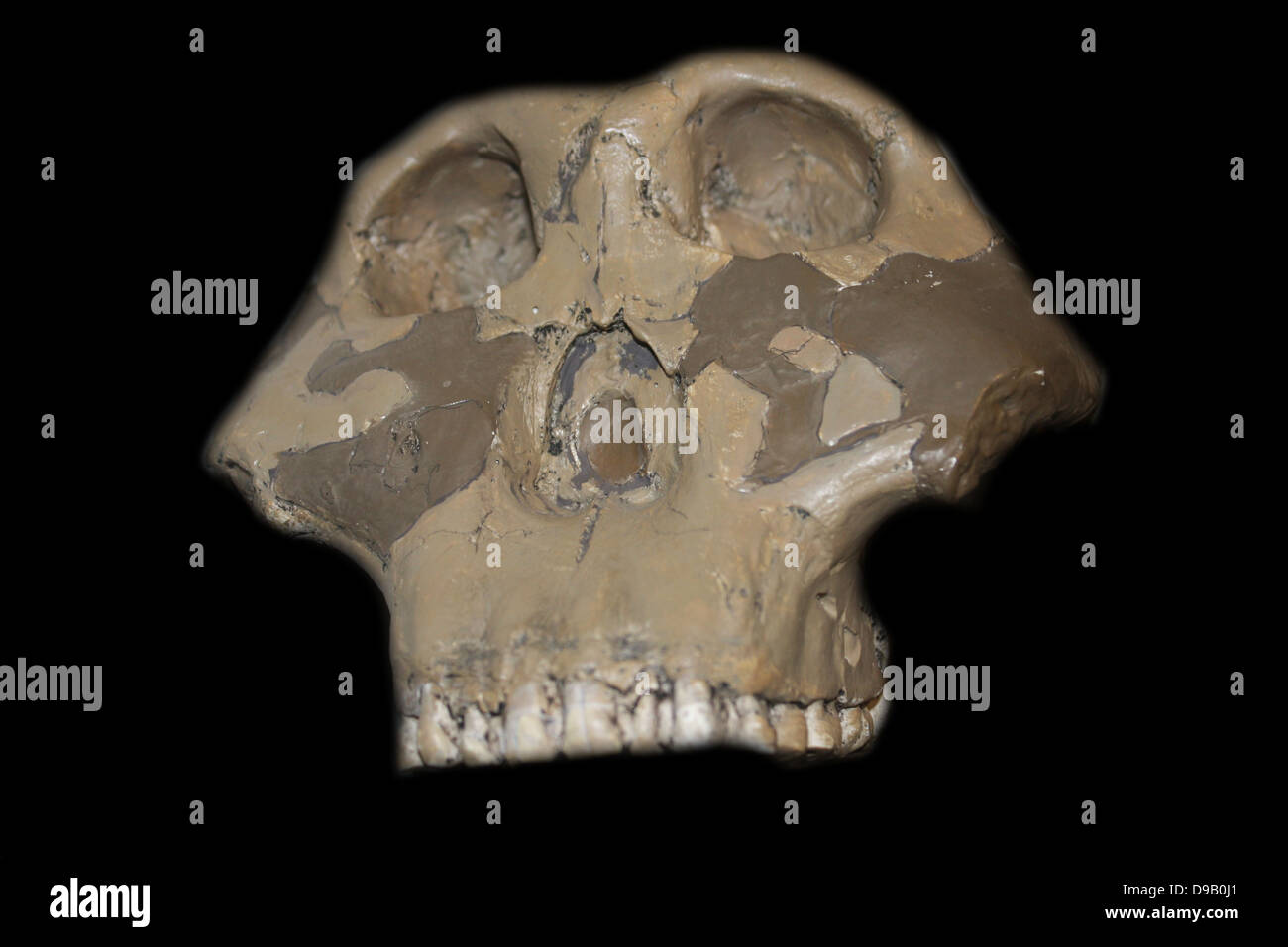 Paranthropus skull hi-res stock photography and images - Alamy