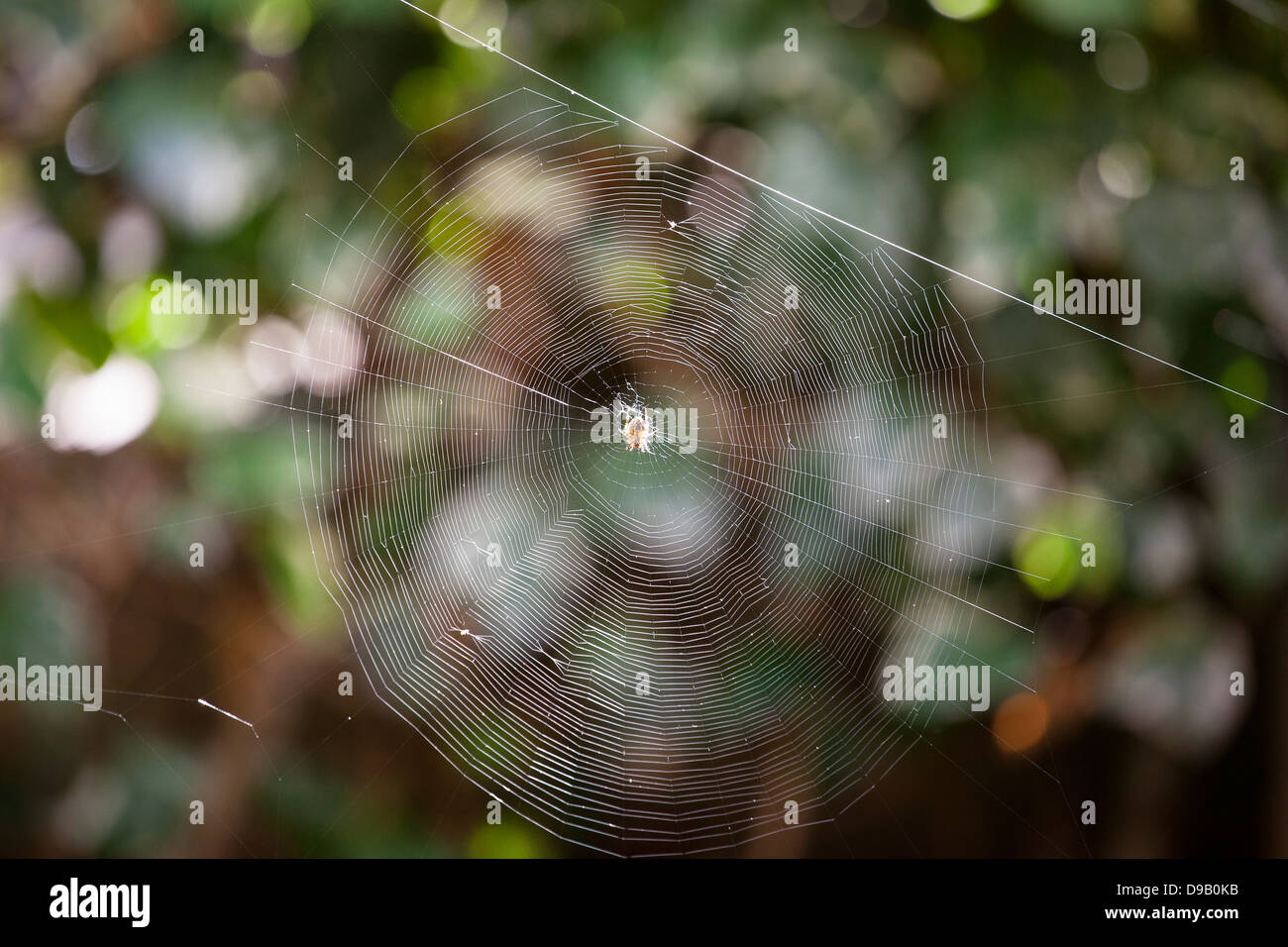 A spider in a web Stock Photo - Alamy