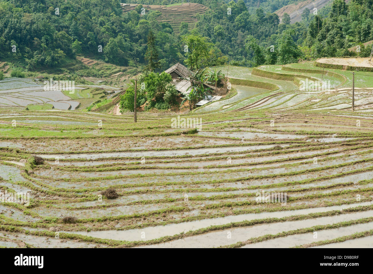 Sapa region, North Vietnam - Rice fields Stock Photo - Alamy