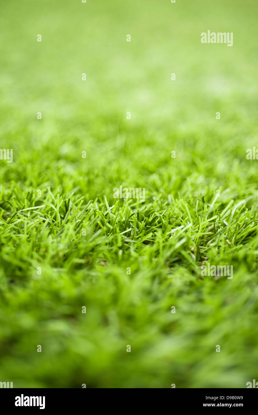 Close up of grass Stock Photo - Alamy