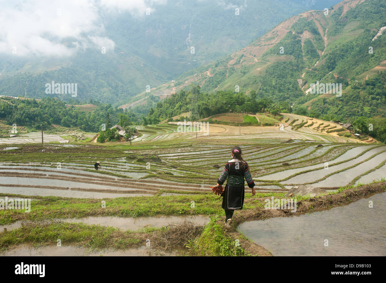 Sapa region, North Vietnam - Rice fields Stock Photo - Alamy