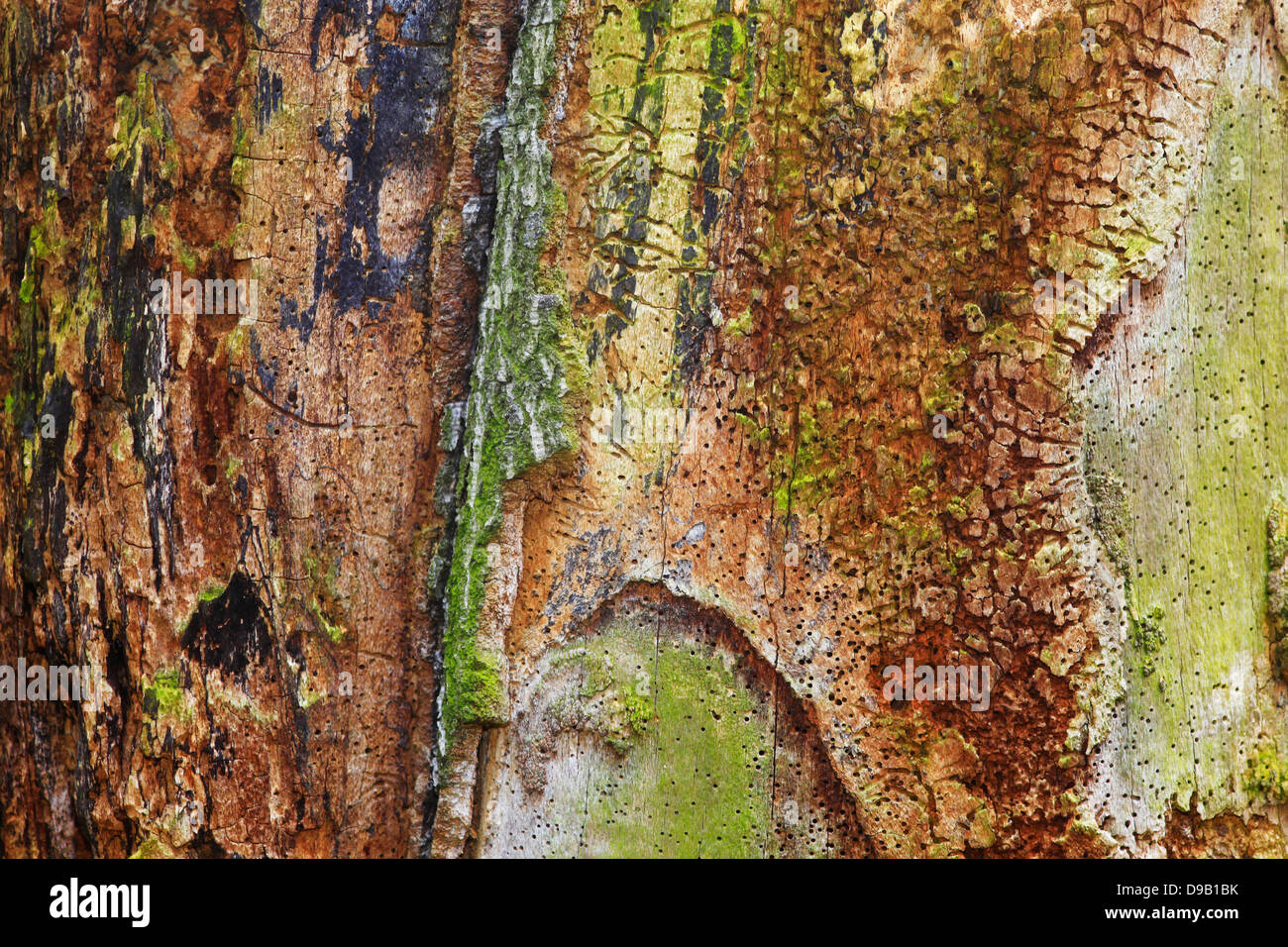 Germany, Dead tree trunk, close up Stock Photo - Alamy