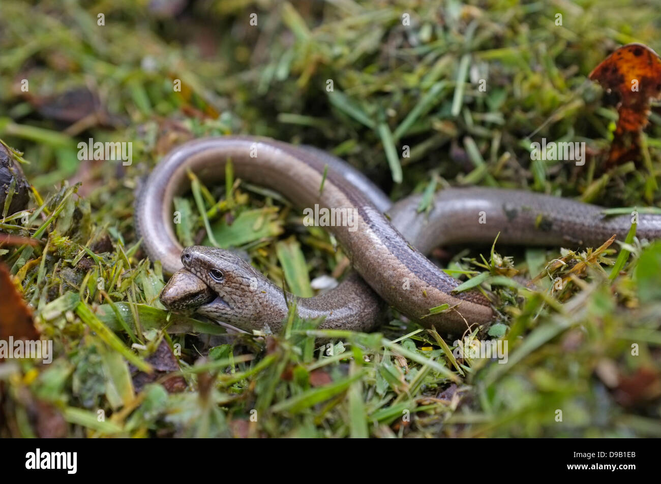 Mating reptiles hi-res stock photography and images - Alamy