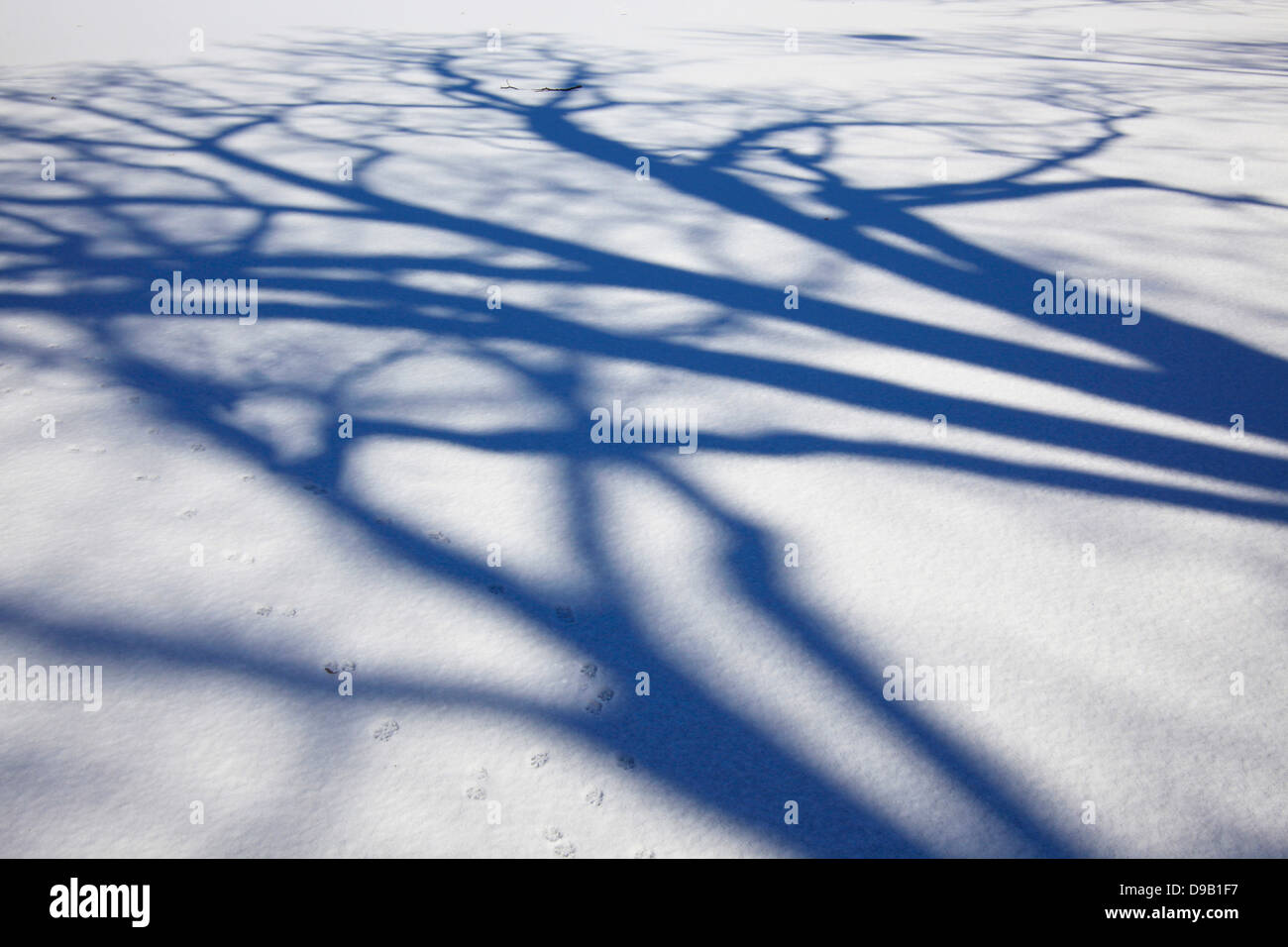Shadow of tree hi-res stock photography and images - Alamy