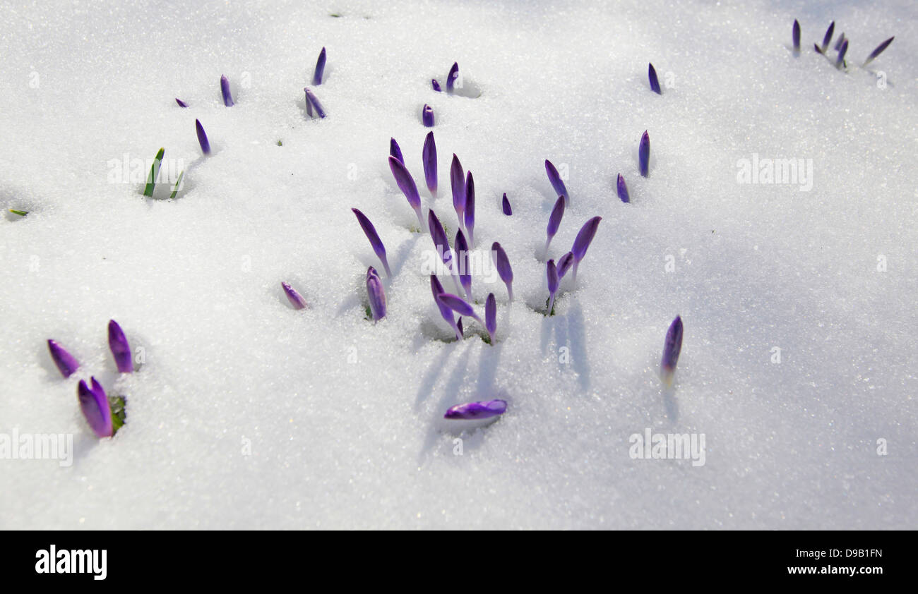 Germany, Crocus in winter Stock Photo - Alamy
