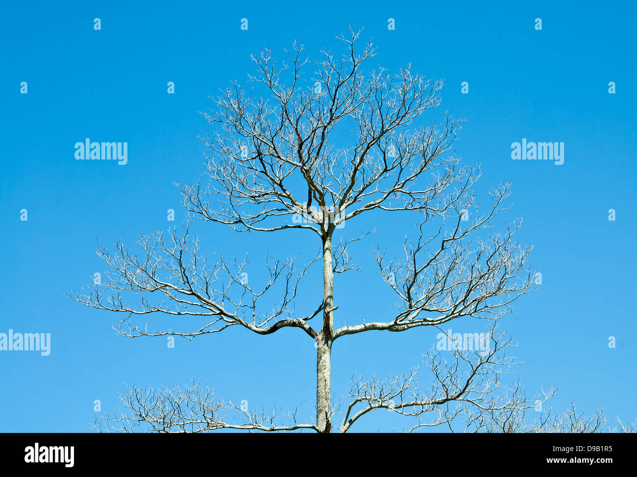 Shriveled tree In the empty Stock Photo - Alamy