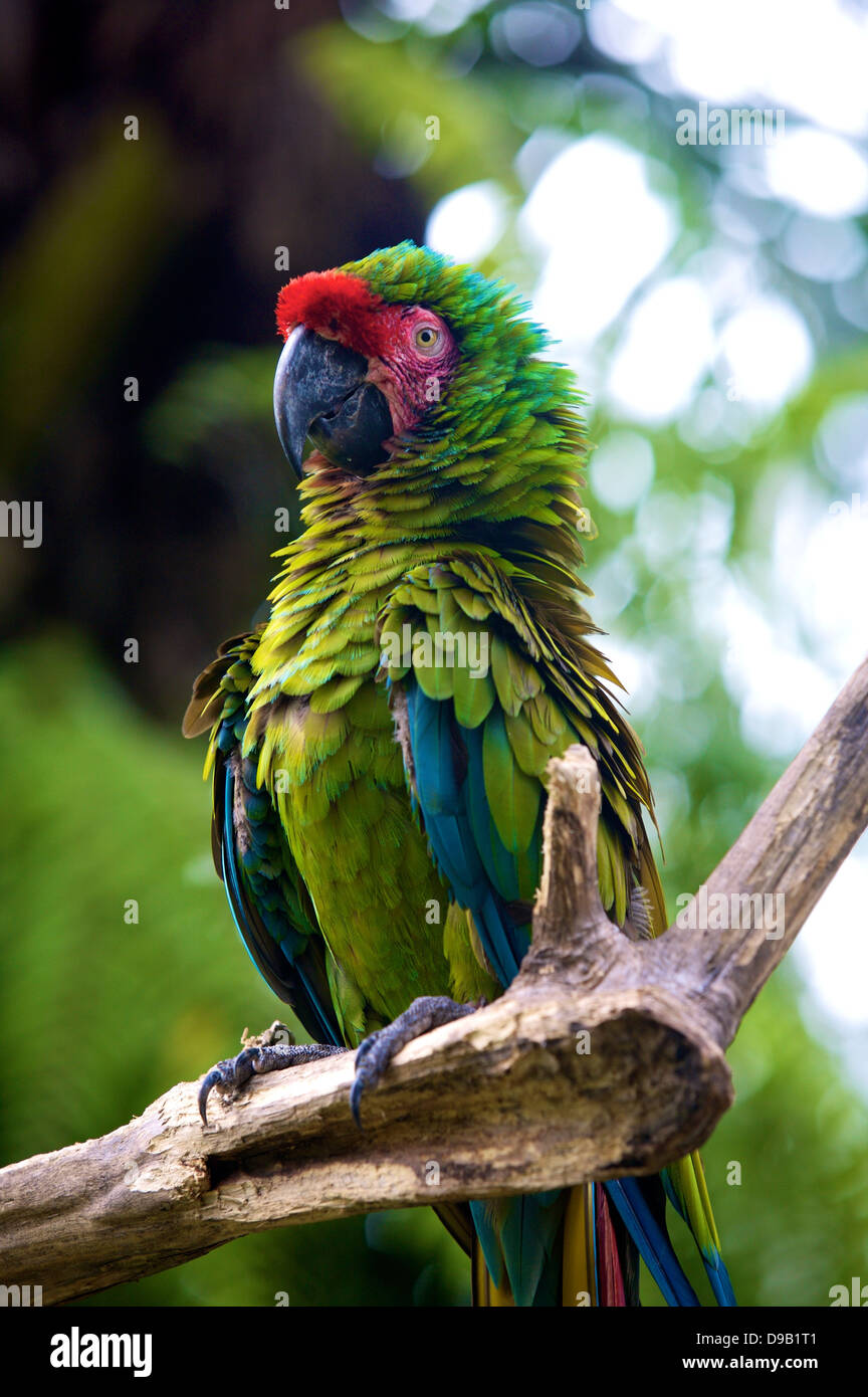 Ruffled plumage hi-res stock photography and images - Alamy