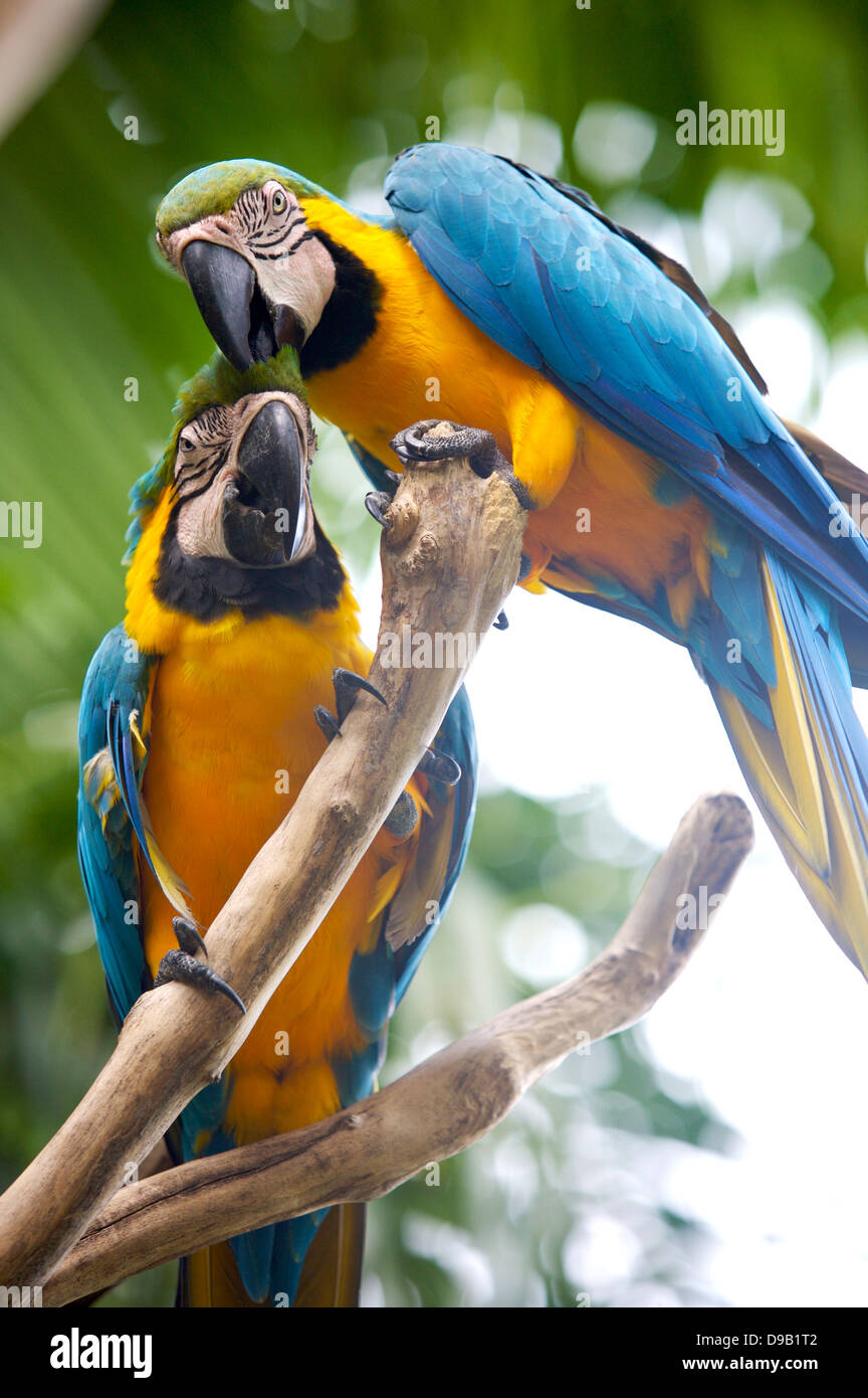 Two macaw hi-res stock photography and images - Alamy