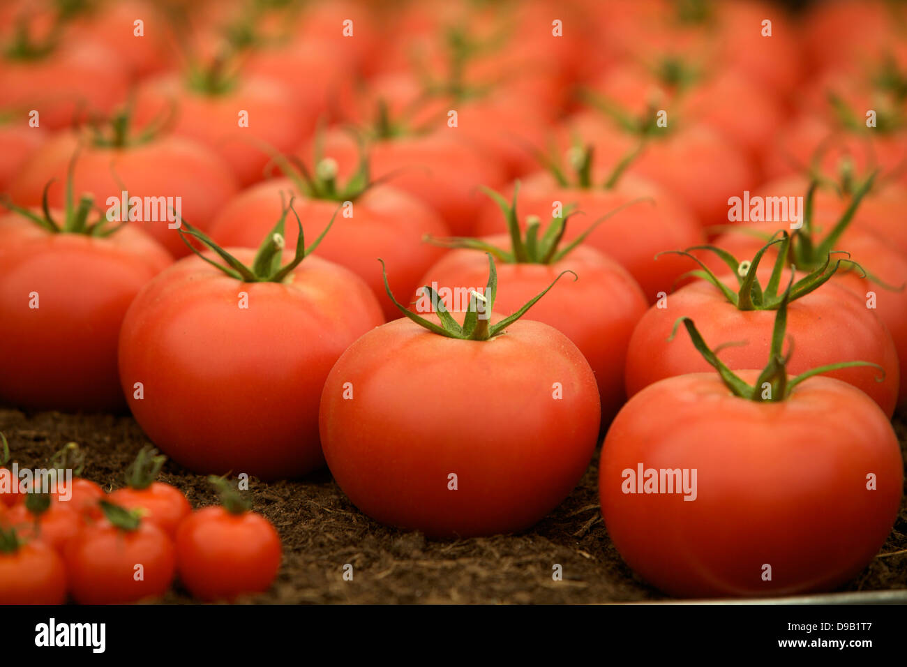 Five tomatoes hi-res stock photography and images - Alamy