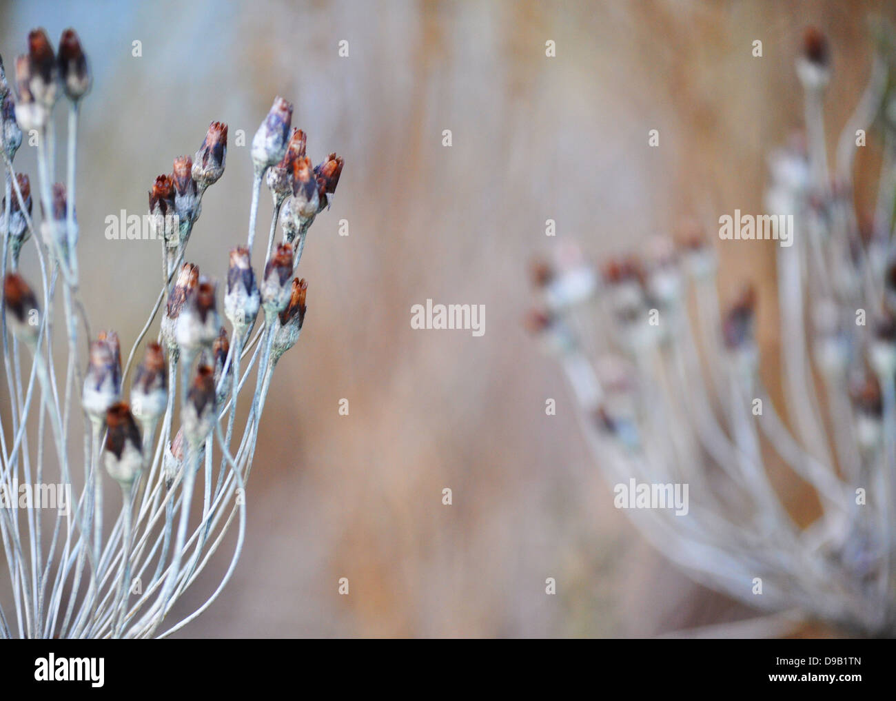 Neutral plant hi-res stock photography and images - Alamy