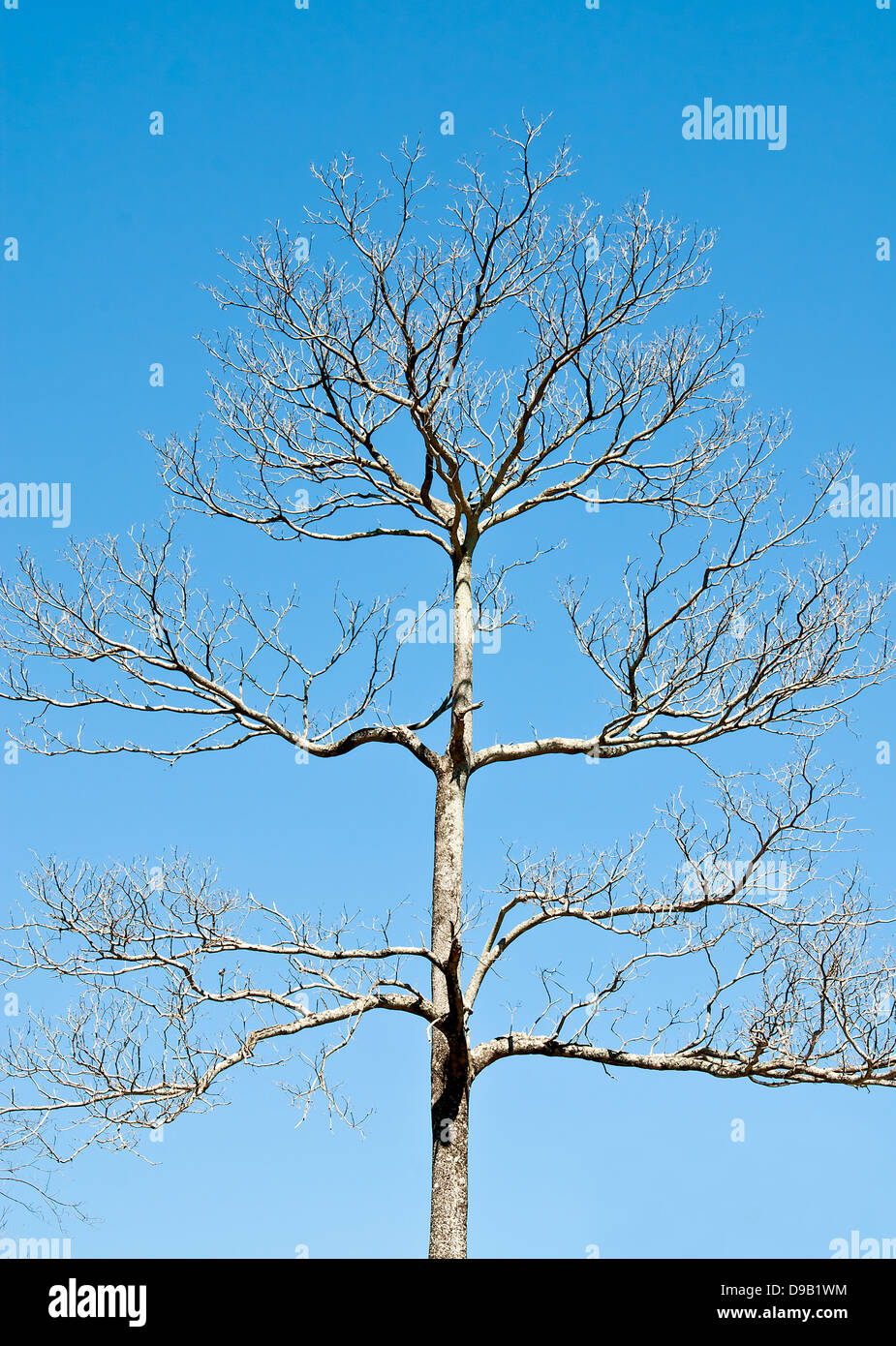 Shriveled tree In the empty Stock Photo - Alamy