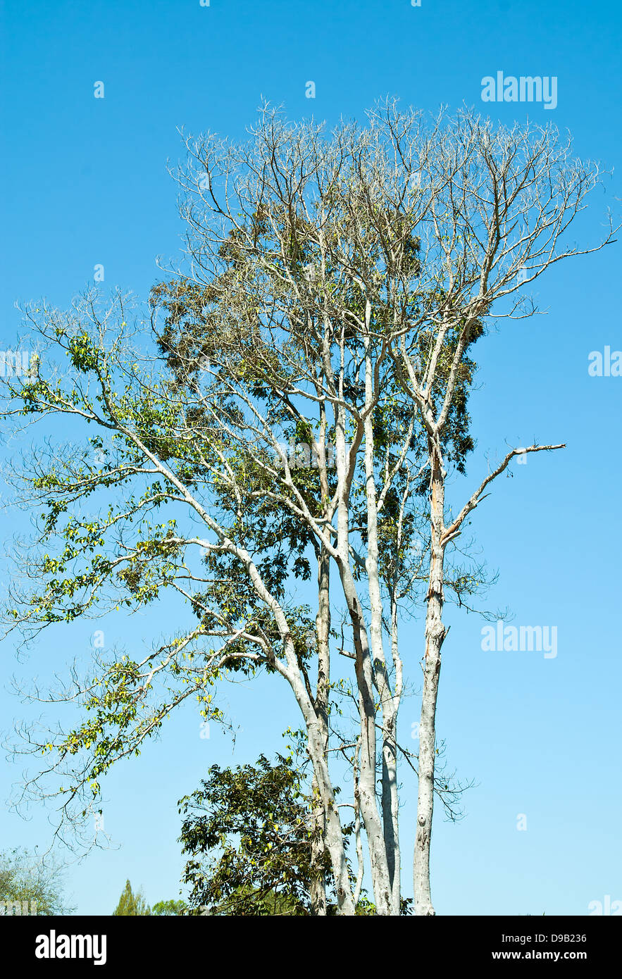 Shriveled tree In the empty Stock Photo - Alamy