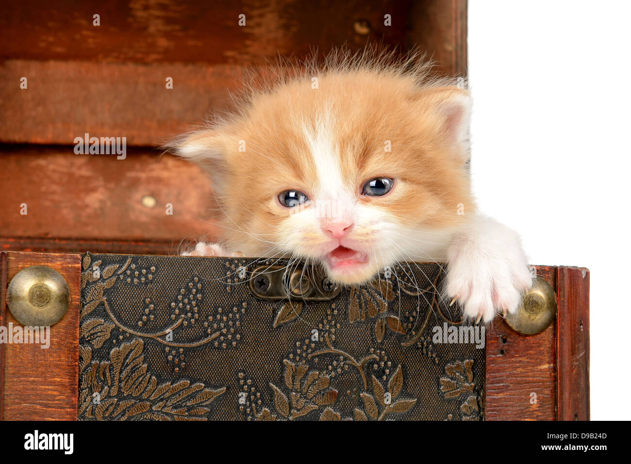 Baby kitten inside a wooden box isolated in white Stock Photo - Alamy