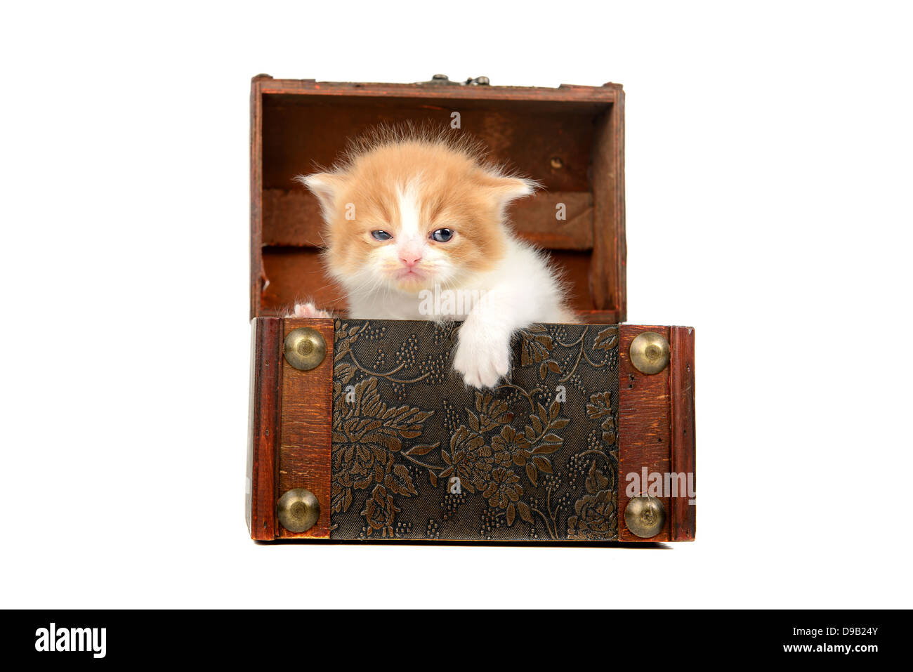 Baby kitten inside a wooden box isolated in white Stock Photo - Alamy