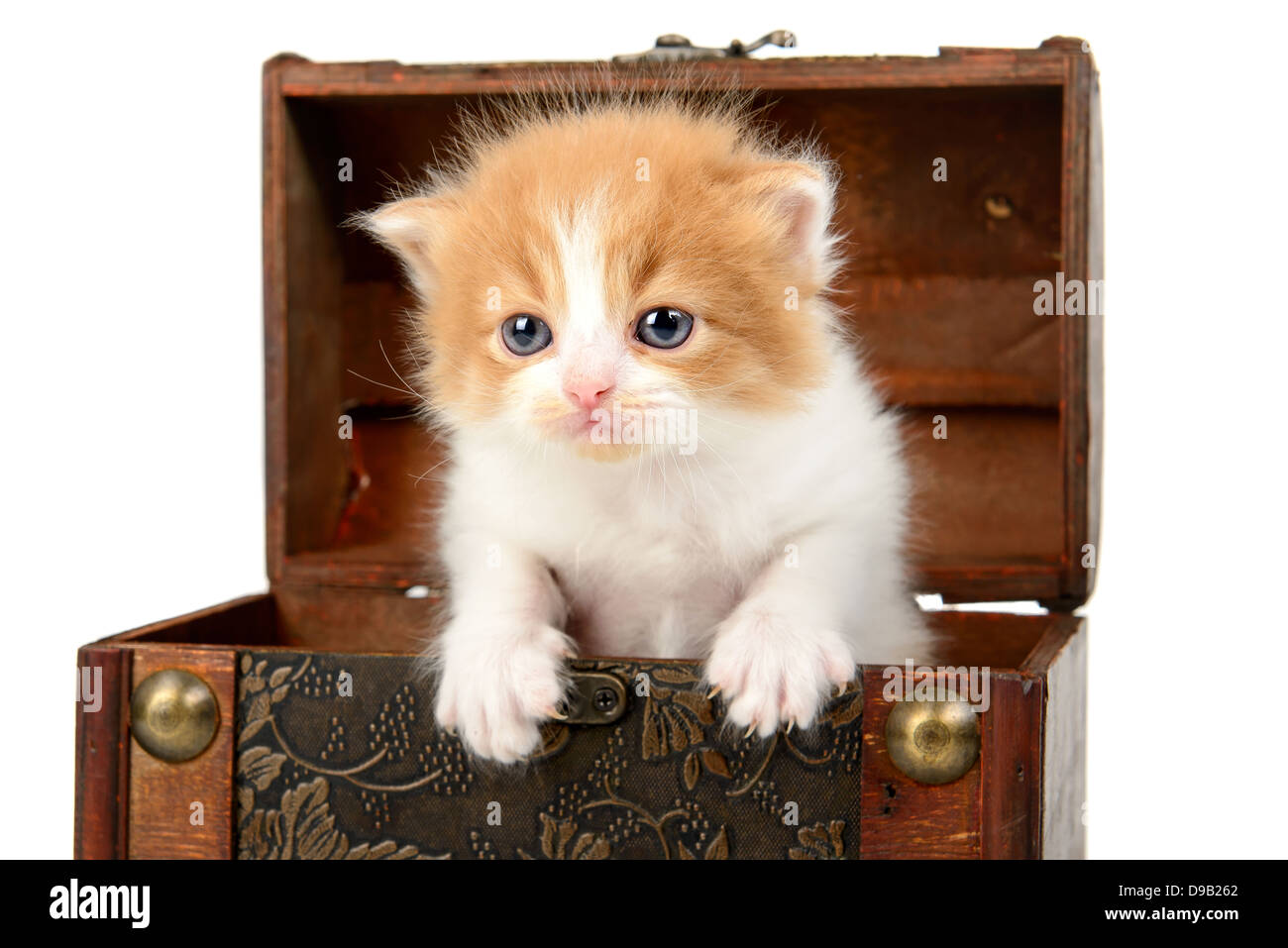 Baby kitten inside a wooden box isolated in white Stock Photo - Alamy