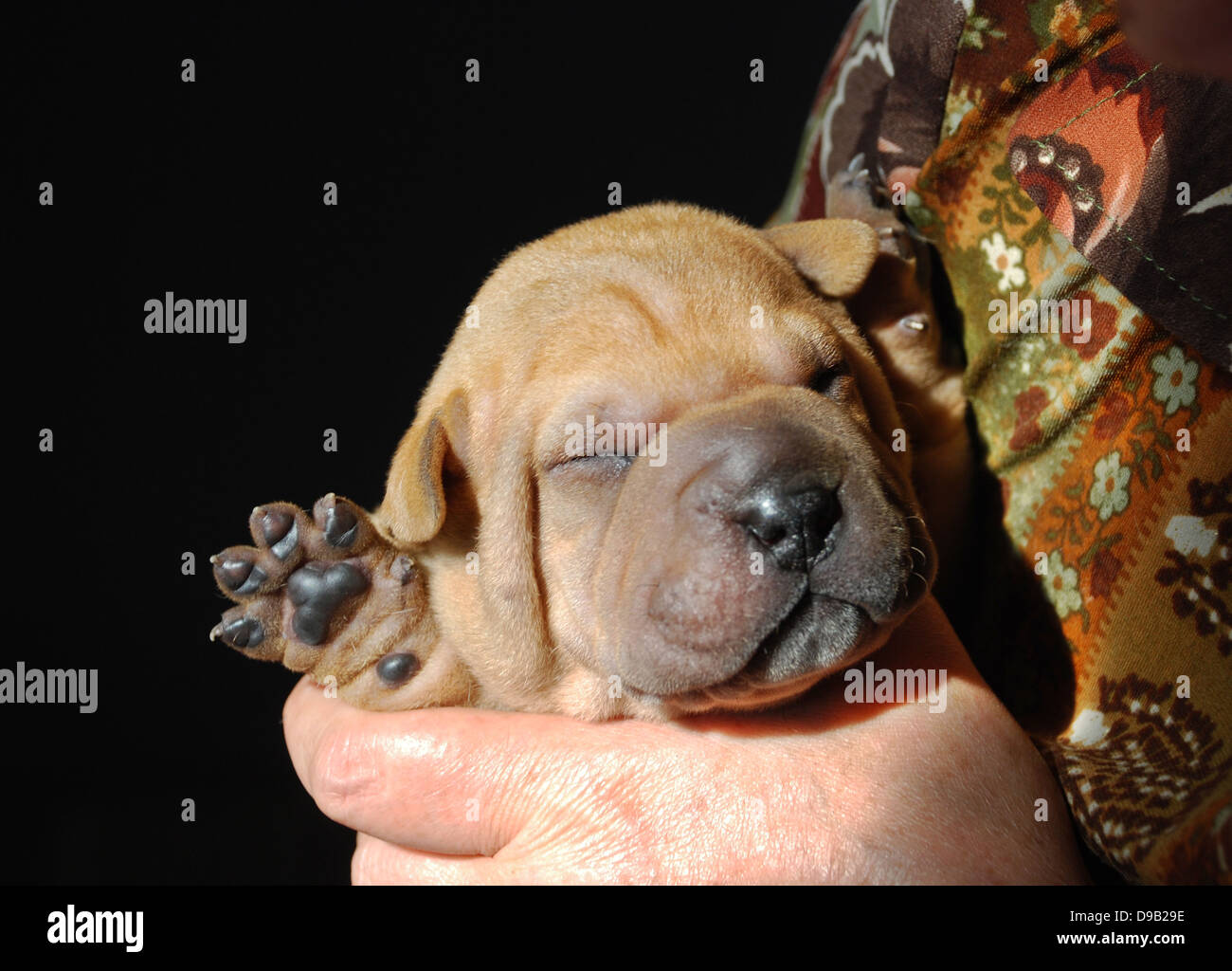 Shar pei tongue hi-res stock photography and images - Alamy