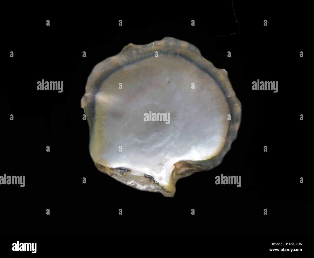 Also known as the black lip hi-res stock photography and images - Alamy