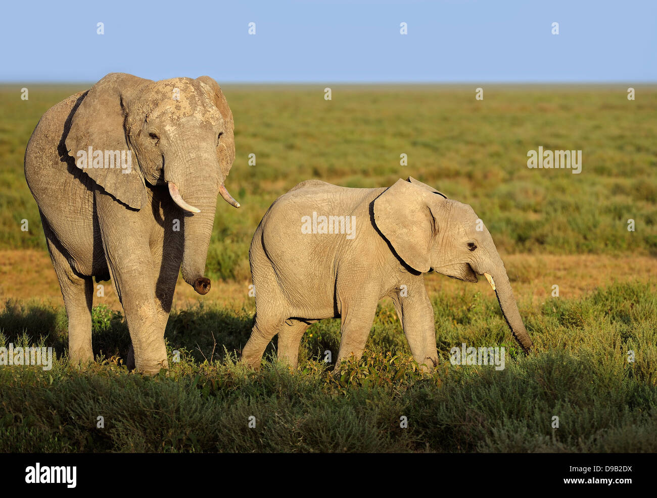 Elephant and its cub hi-res stock photography and images - Alamy