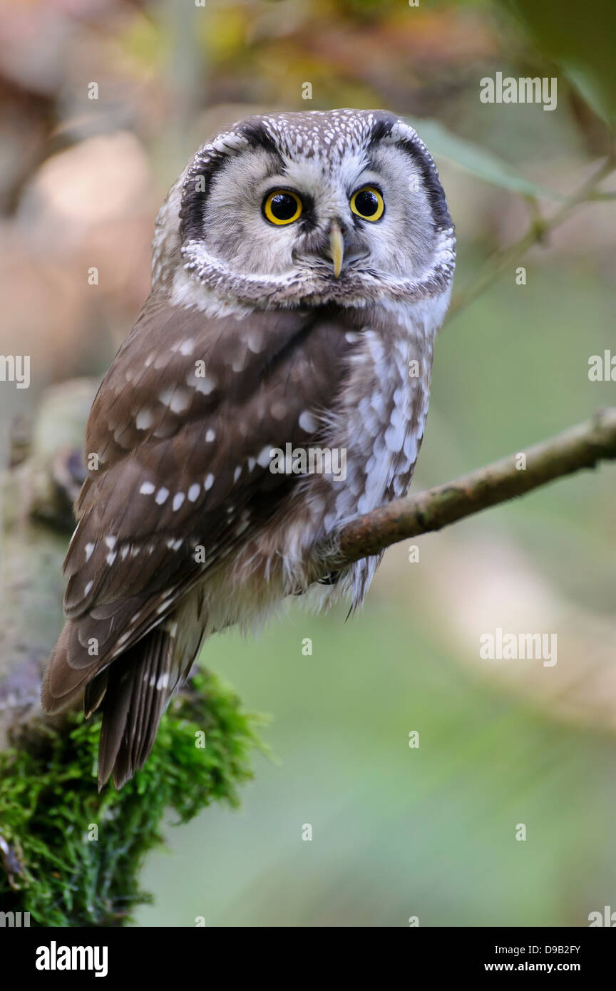 Boreal owl hi-res stock photography and images - Alamy