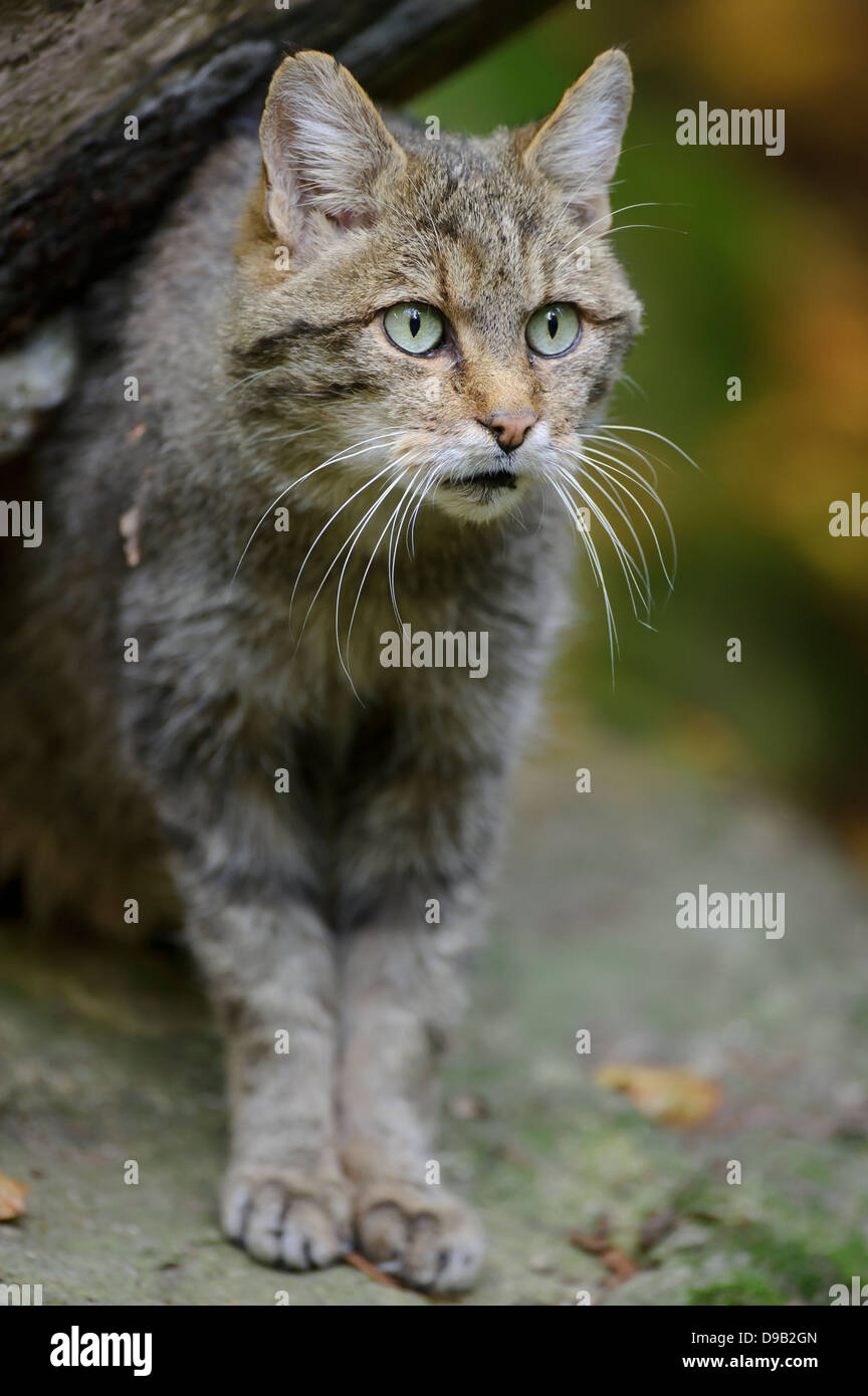 Wildkatze, wildcat, Felis silvestris Stock Photo - Alamy