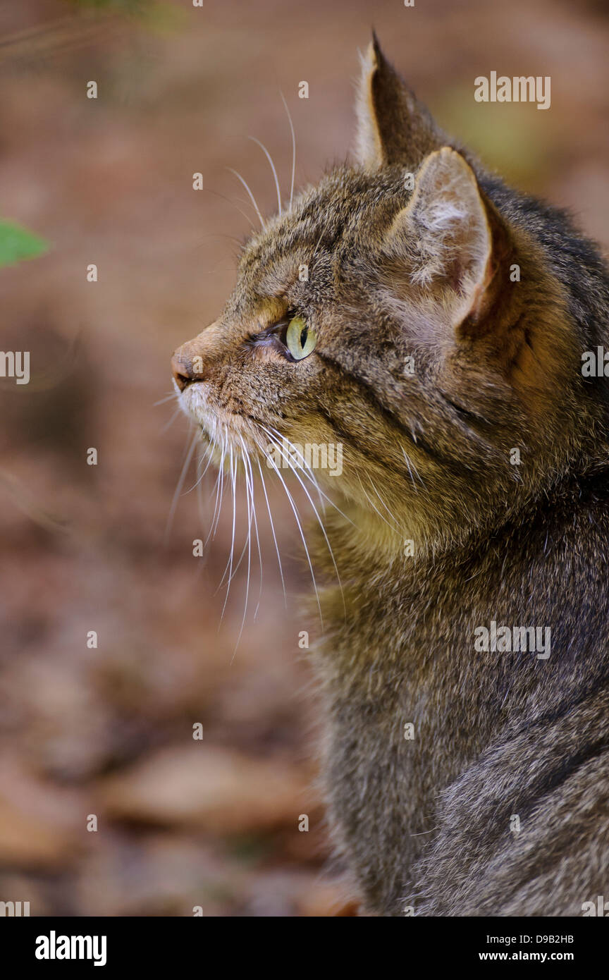 Wildkatze, wildcat, Felis silvestris Stock Photo - Alamy