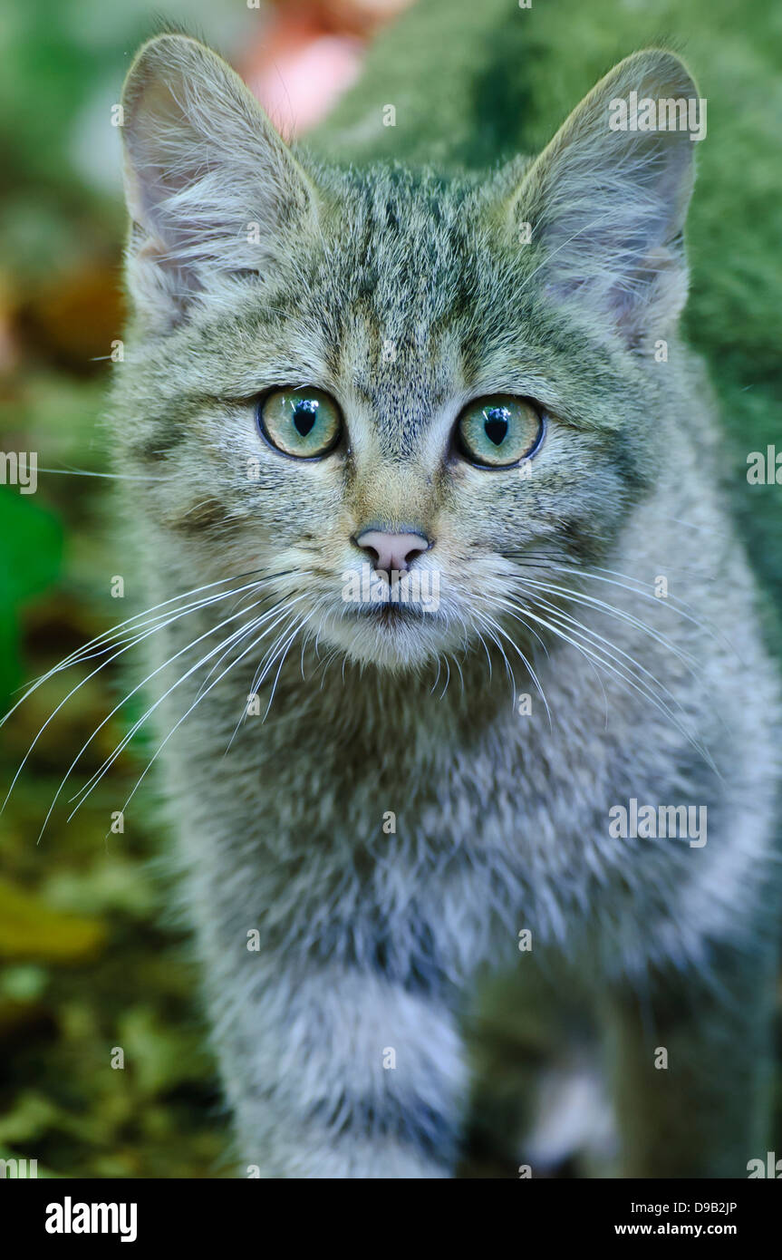 Wildkatze, wildcat, Felis silvestris Stock Photo - Alamy