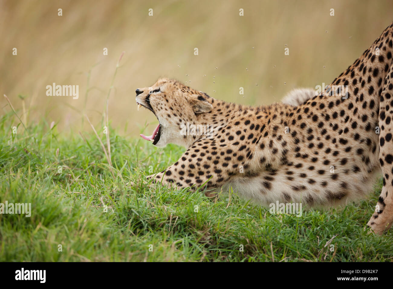 Cheetah Yawning High Resolution Stock Photography and Images - Alamy