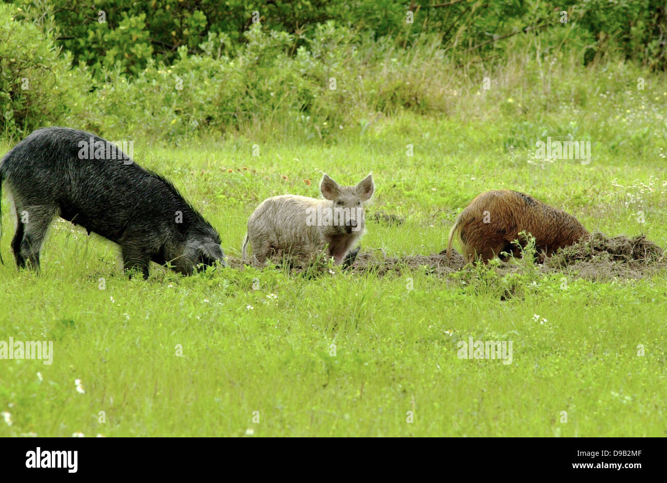 Invasive hogs hi-res stock photography and images - Alamy
