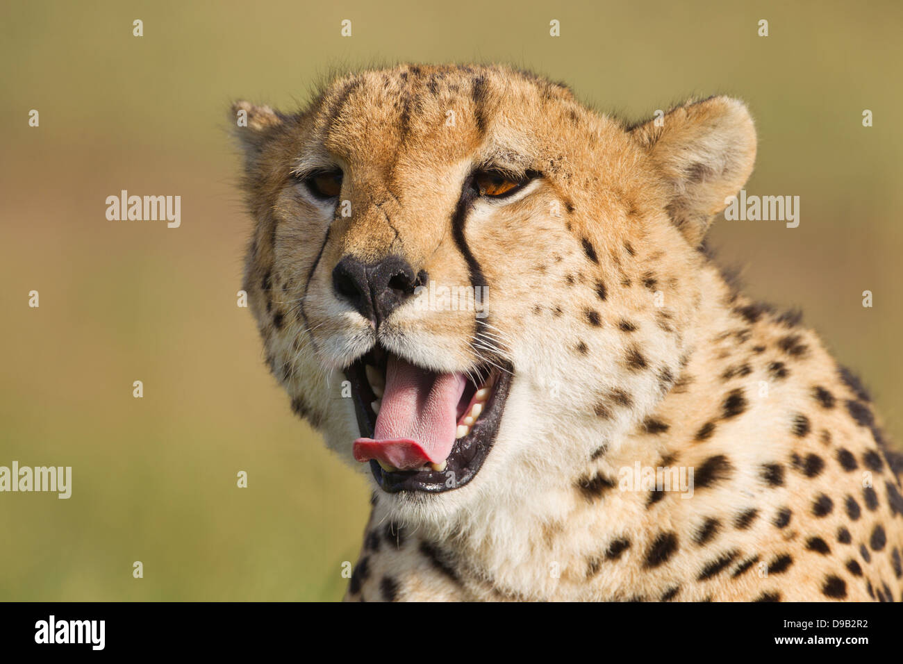 Cheetah laughing hi-res stock photography and images - Alamy