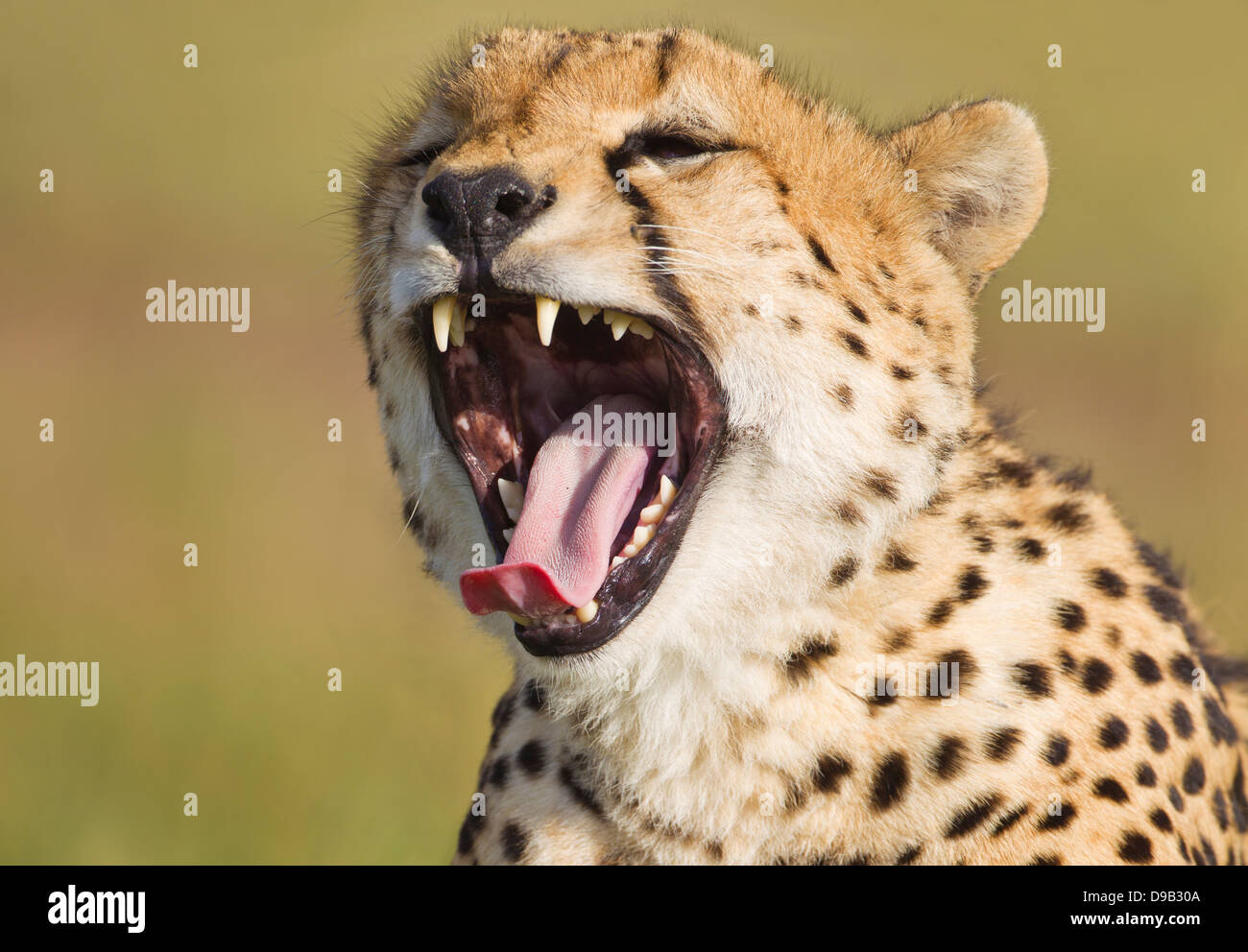 Cheetah laughing hi-res stock photography and images - Alamy