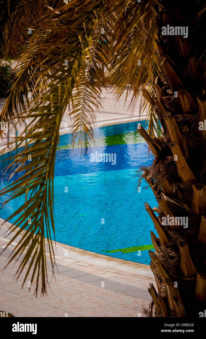 Hotel swimming pool framed by a palm tree Stock Photo - Alamy