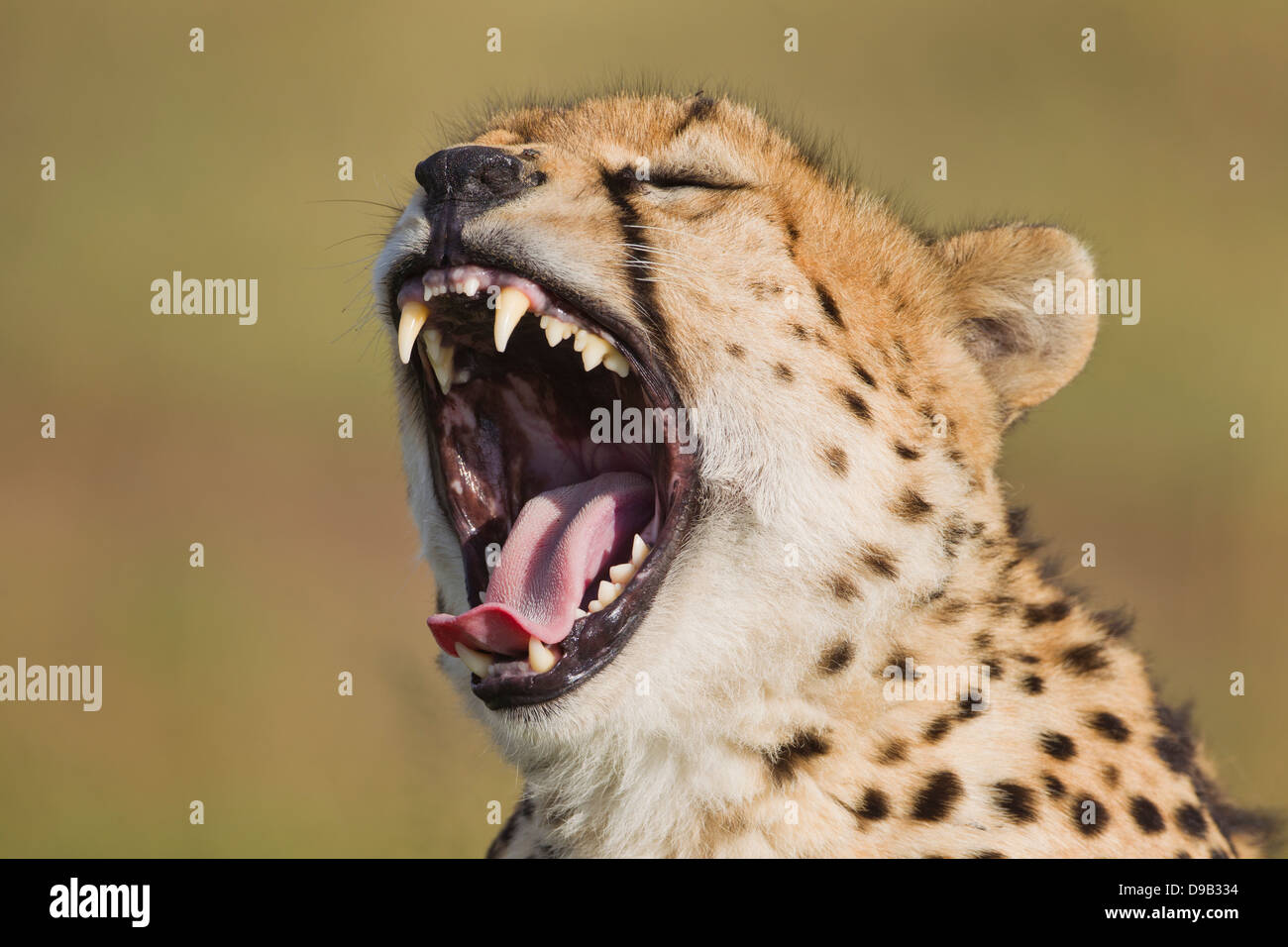 Cheetah laughing hi-res stock photography and images - Alamy