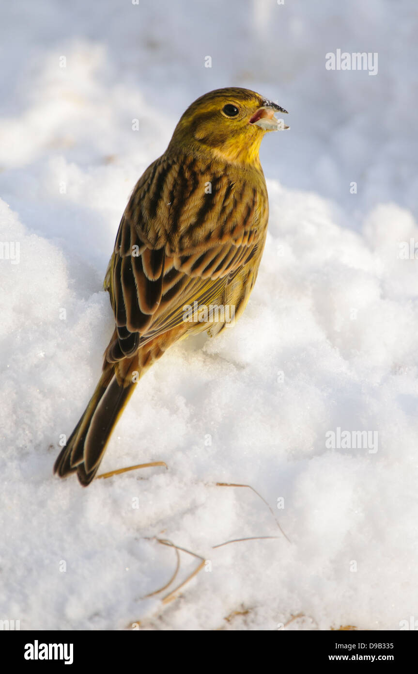 Goldammer, Yellowhammer, Emberiza citrinella Stock Photo - Alamy