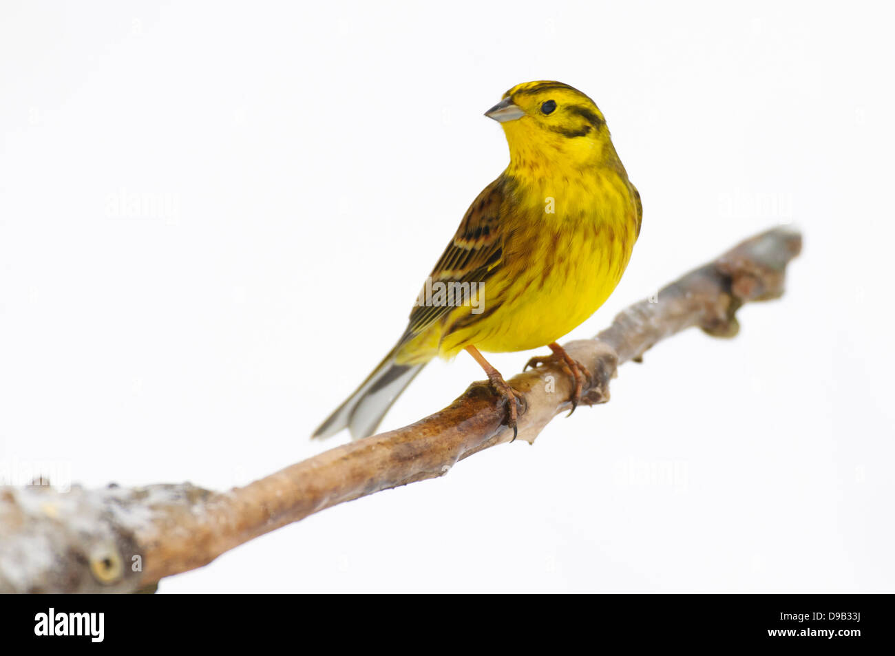 Goldammer, Yellowhammer, Emberiza citrinella Stock Photo - Alamy