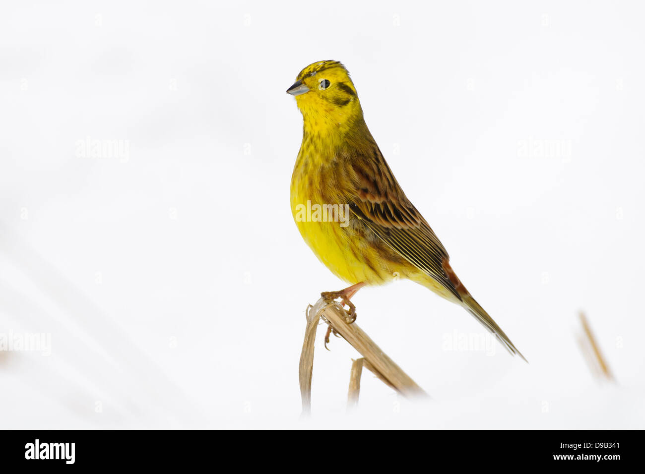 Goldammer, Yellowhammer, Emberiza citrinella Stock Photo - Alamy