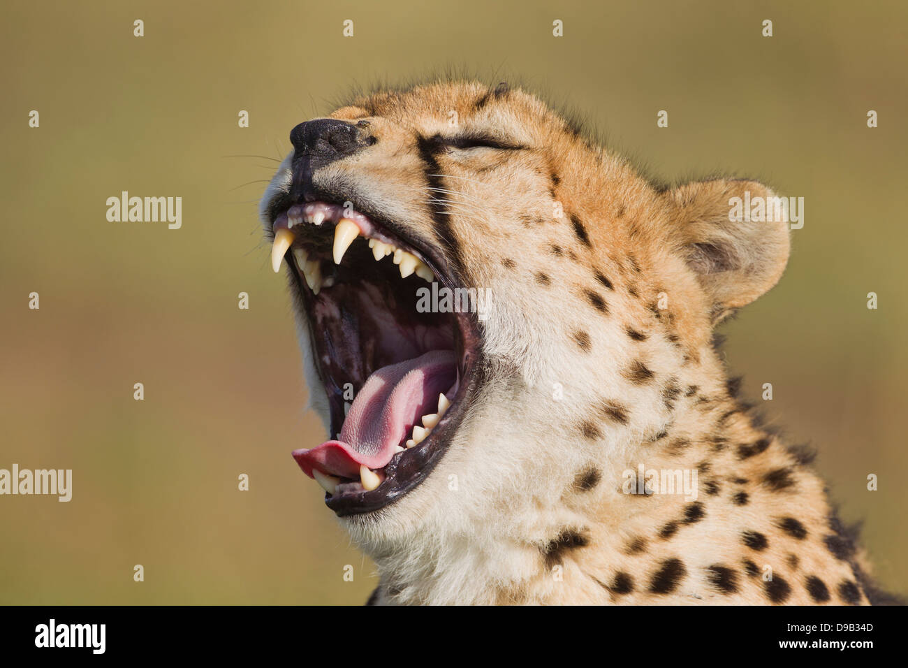Cheetah laughing hi-res stock photography and images - Alamy