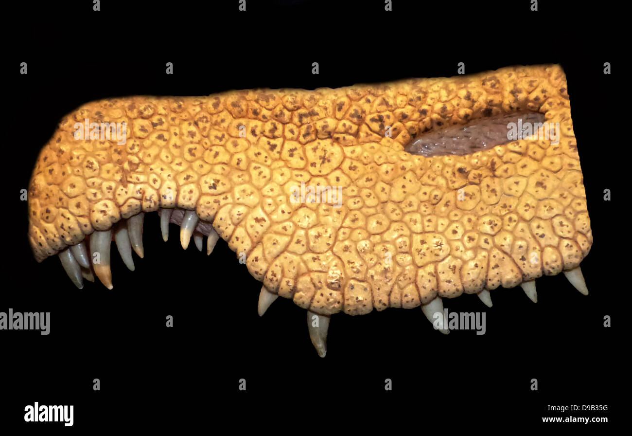 Baryonyx High Resolution Stock Photography and Images - Alamy