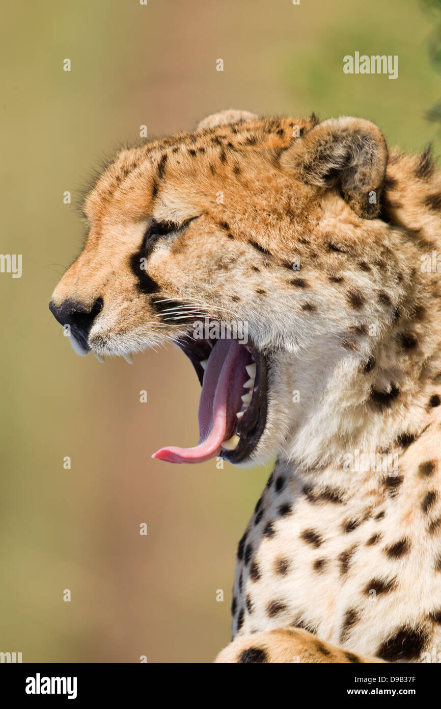 Cheetah laughing hi-res stock photography and images - Alamy