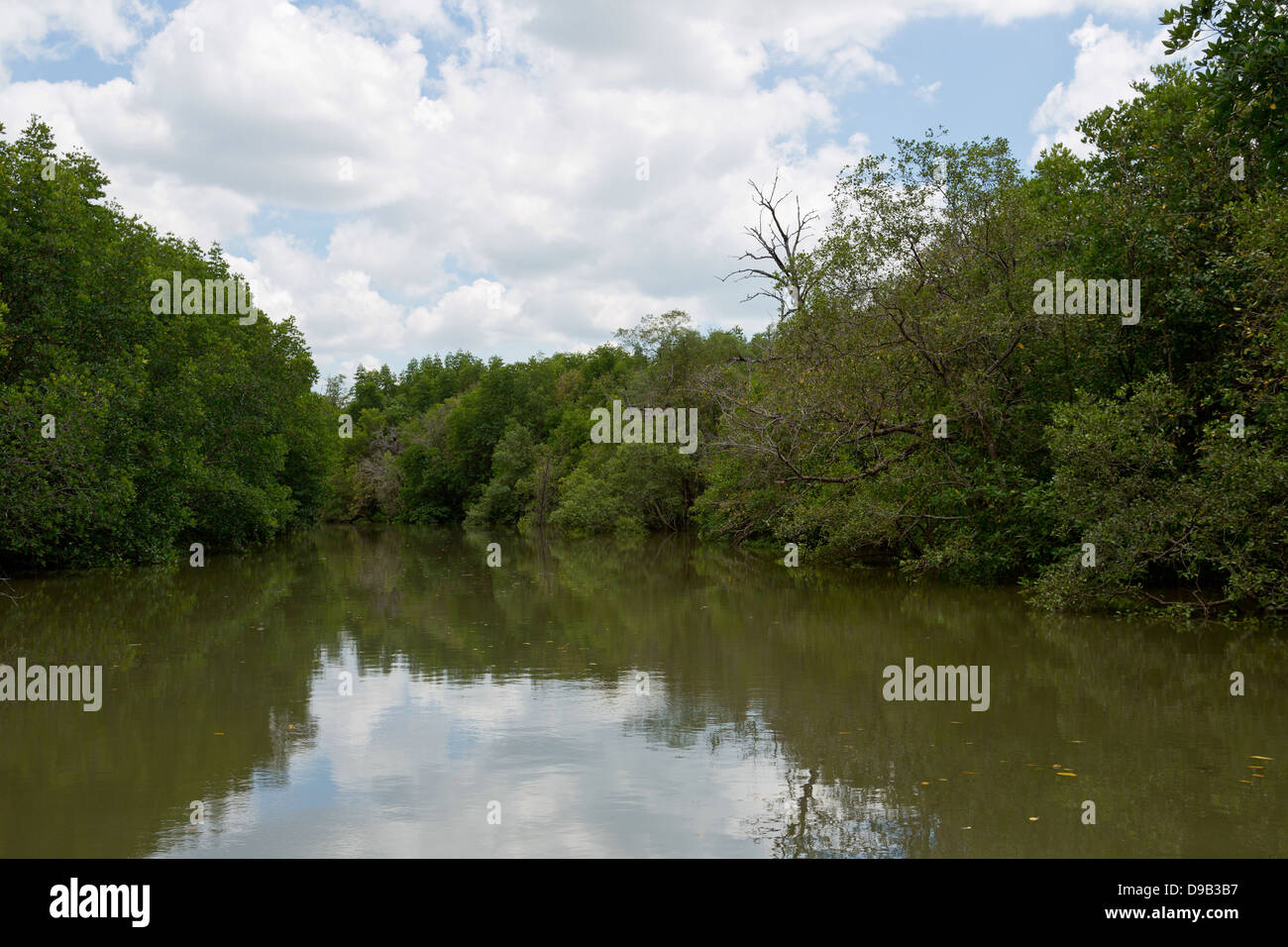 Riverbank of the River Pak Nam Krabi in Thailand Stock Photo - Alamy