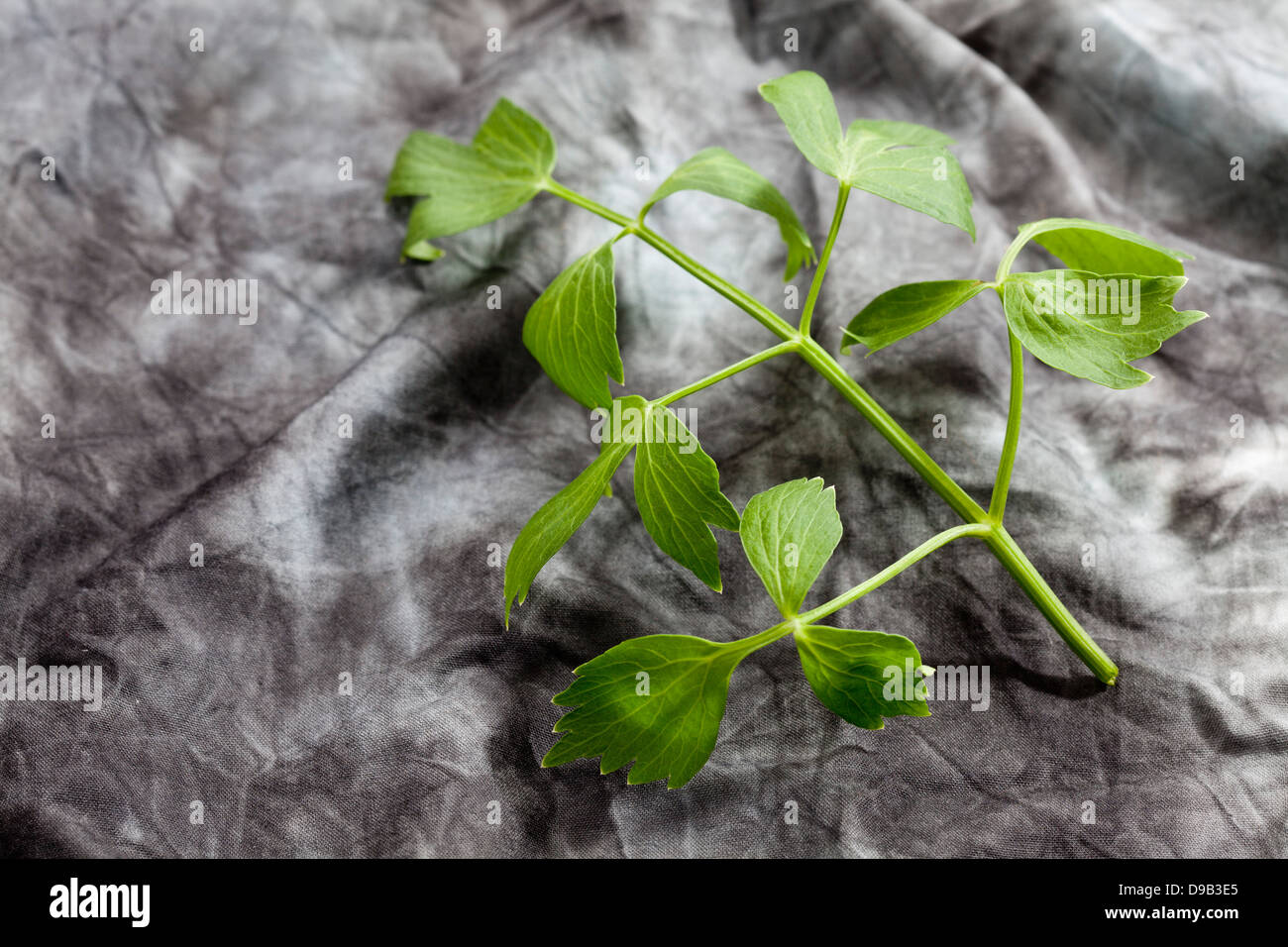Stevia leaf sweetener hi-res stock photography and images - Alamy